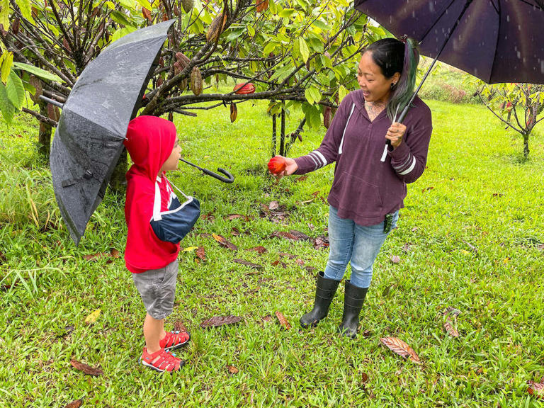 This Big Island chocolate farm tour will make your kids beg to come ...