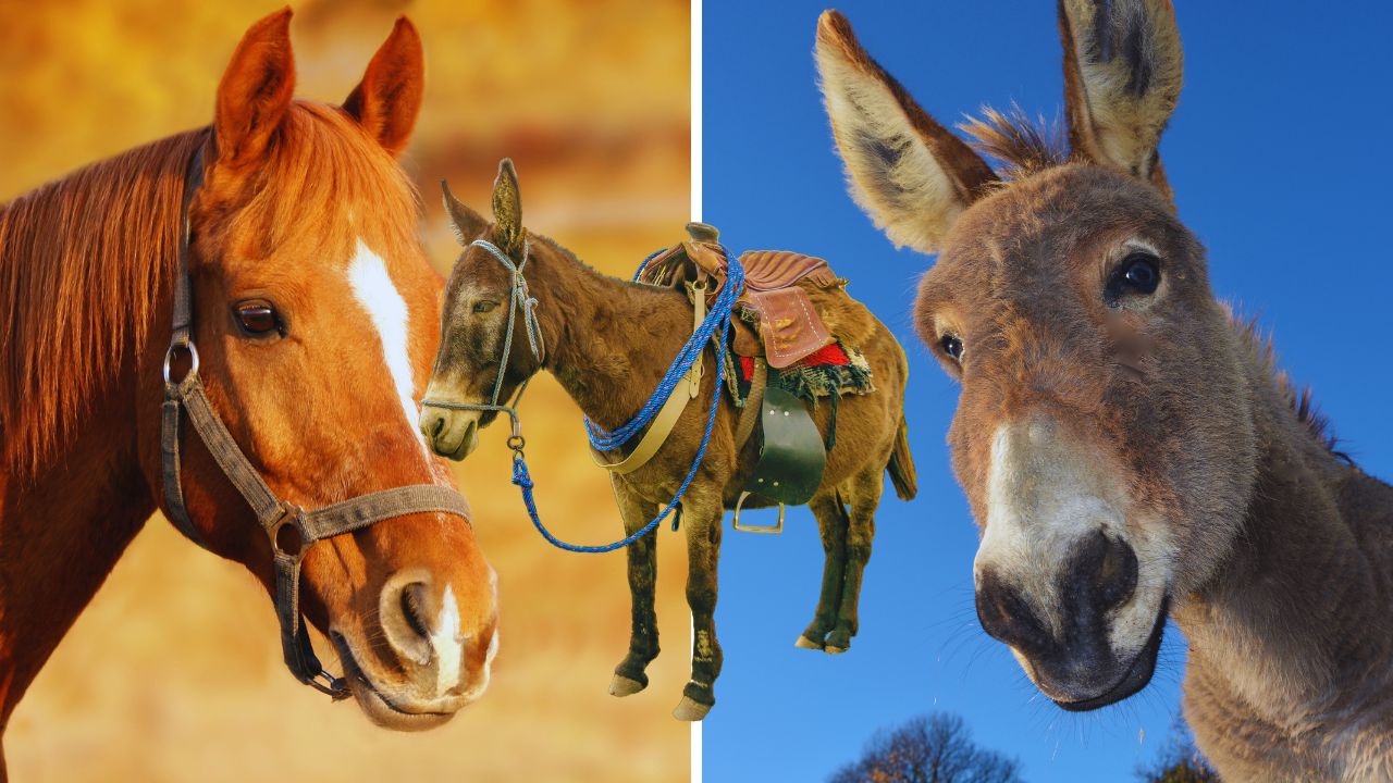 Have you ever wondered what happens when you combine the best horse and ...