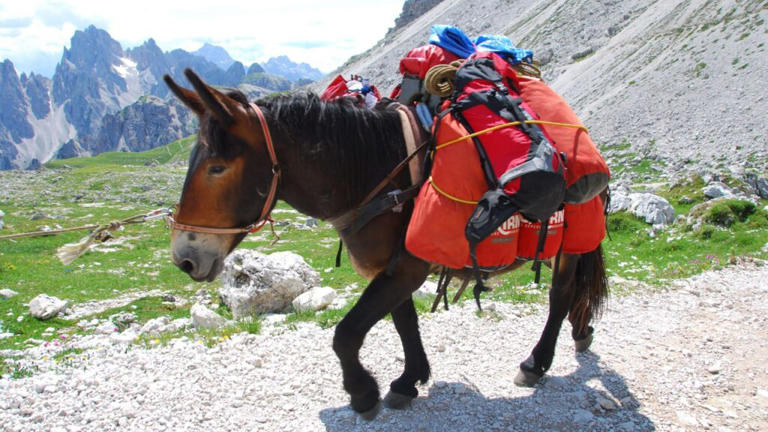 Have you ever wondered what happens when you combine the best horse and ...