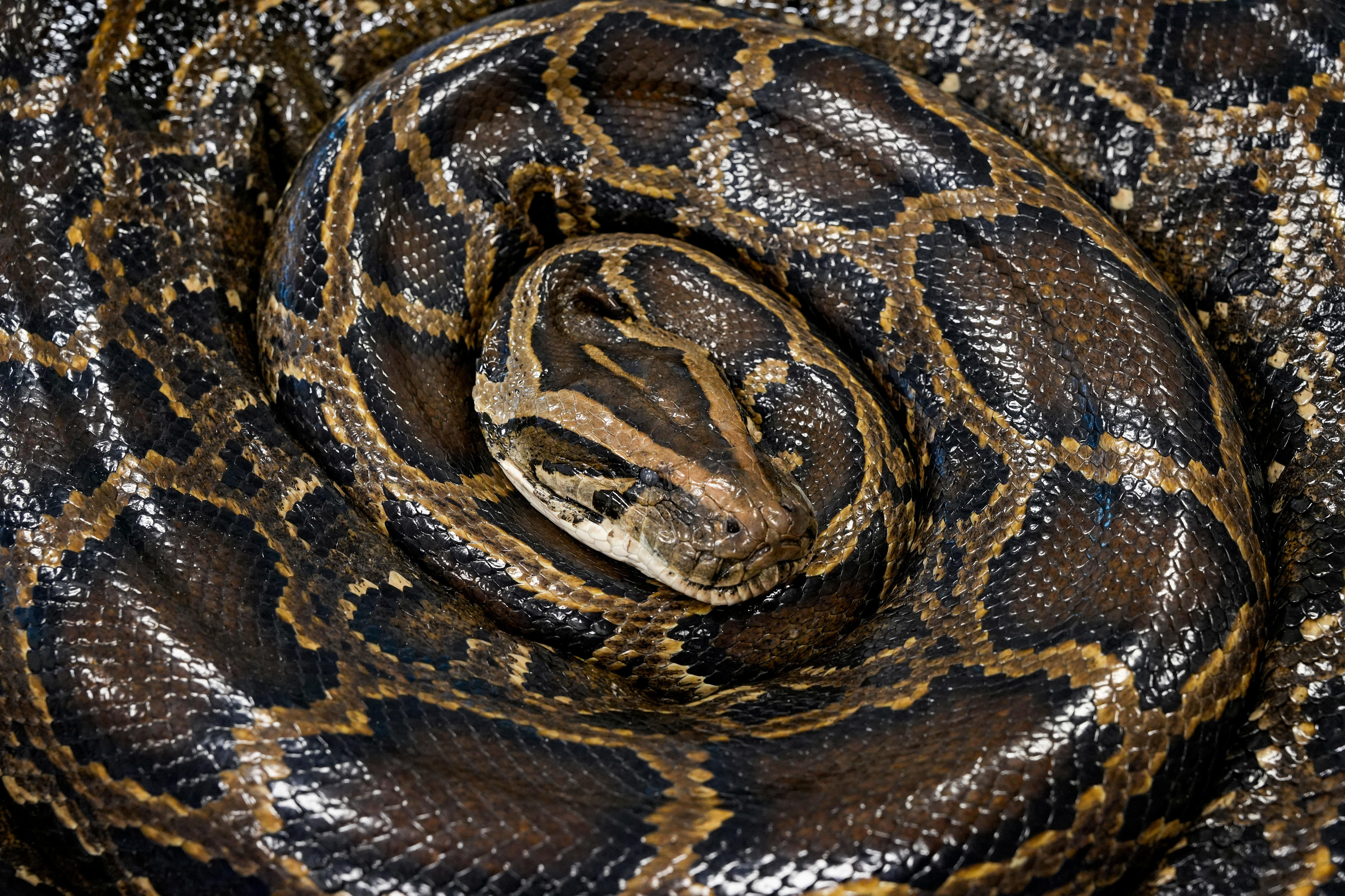 It's frosty in Florida. What cold temps mean for invasive Burmese python