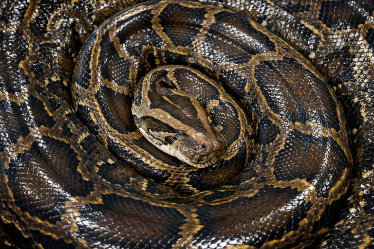 It's frosty in Florida. What cold temps mean for invasive Burmese python