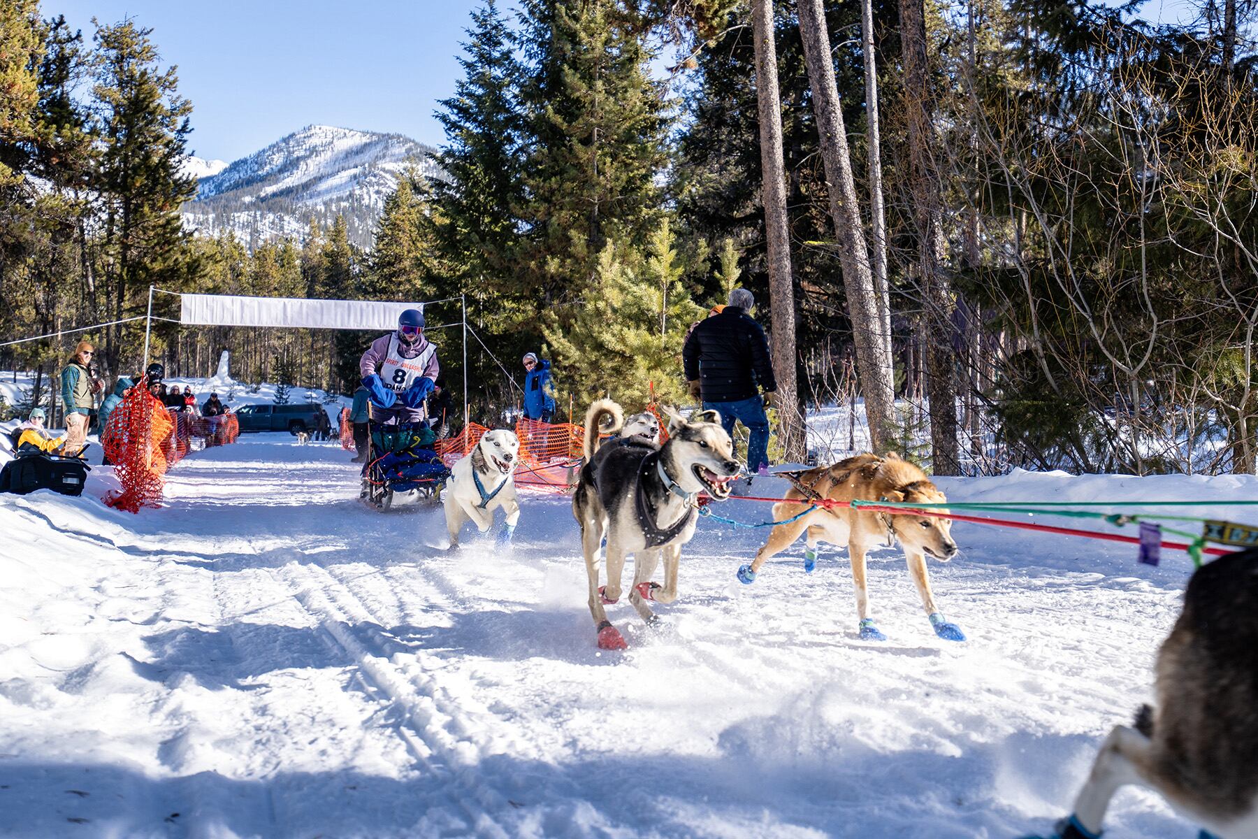 Idaho Sled Dog Challenge cancels two races due to lack of snow