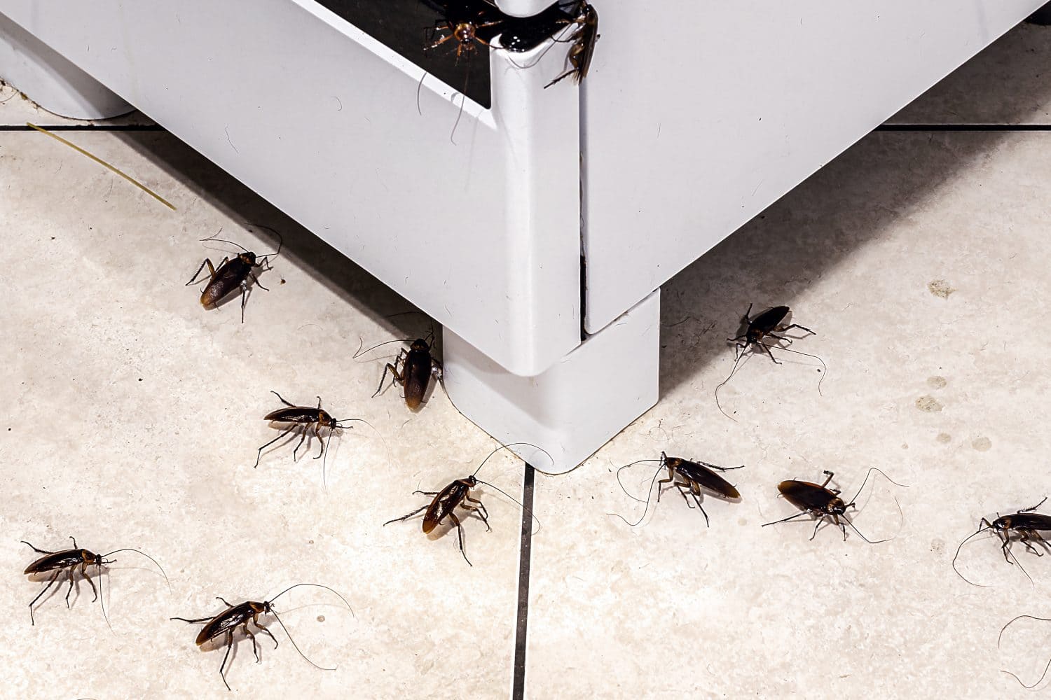 Think clean homes repel roaches? The surprising scent that draws them in