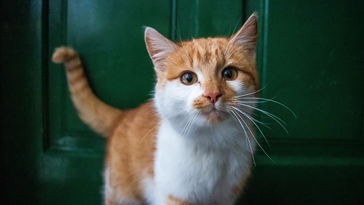 10 signs of trauma in rescued cats that many owners don't notice