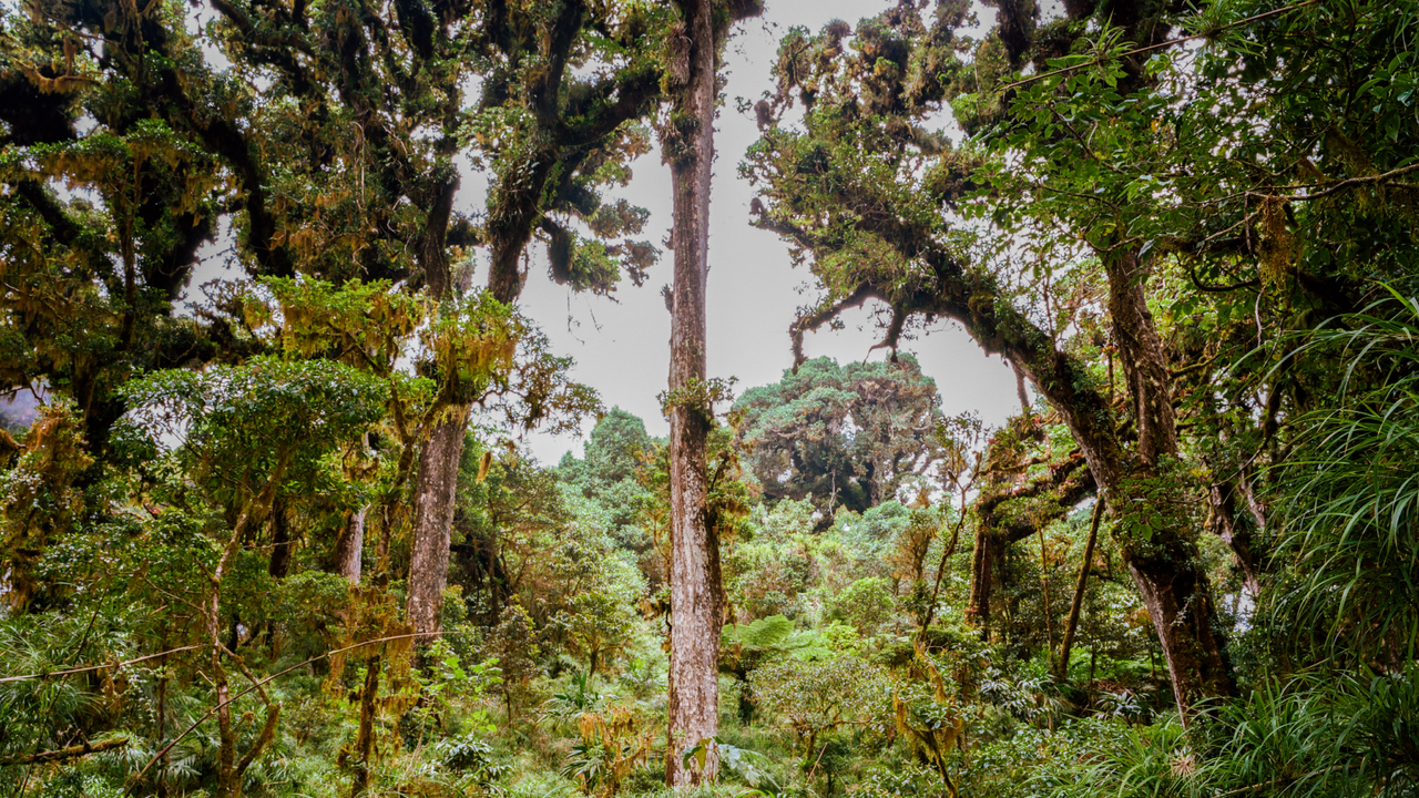 Trees in Panama's tropical forests are growing longer roots in the face ...