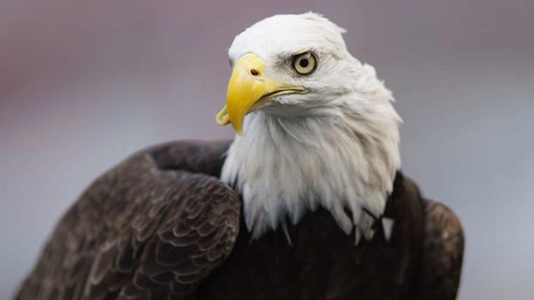 Disruptive edge will enter college football transfer portal after all ...