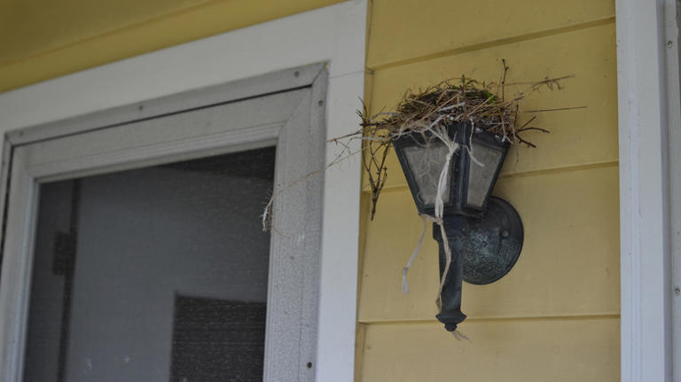 A simple solution that'll keep birds from nesting on your porch lights