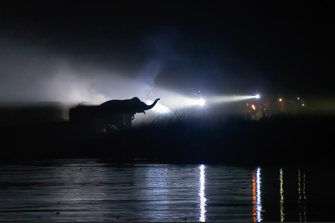 When torchlight meets tusks: This hauntingly beautiful photo casts new ...