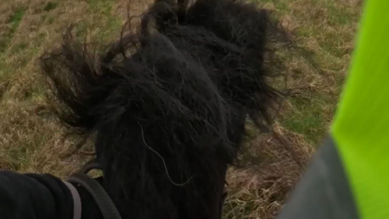 Horse shoots off into gallop and sends rider rolling to the ground