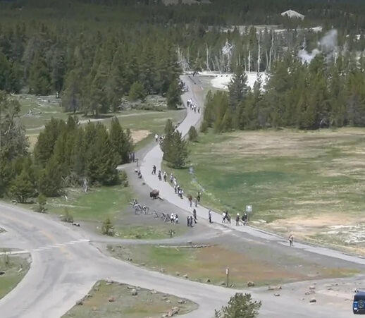 Onlooker shares images of tourists' reckless behavior near massive wild ...