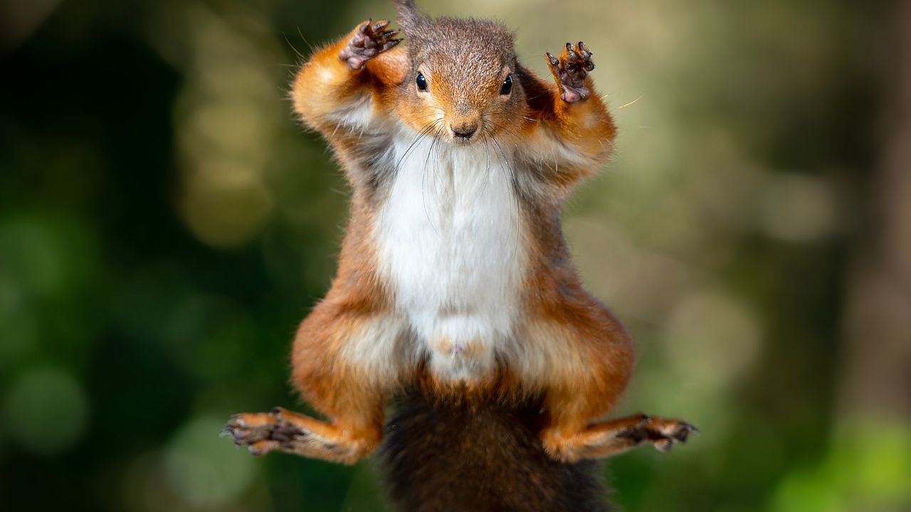 Squirrels are the most mysterious animals on Earth — 15 facts to prove it