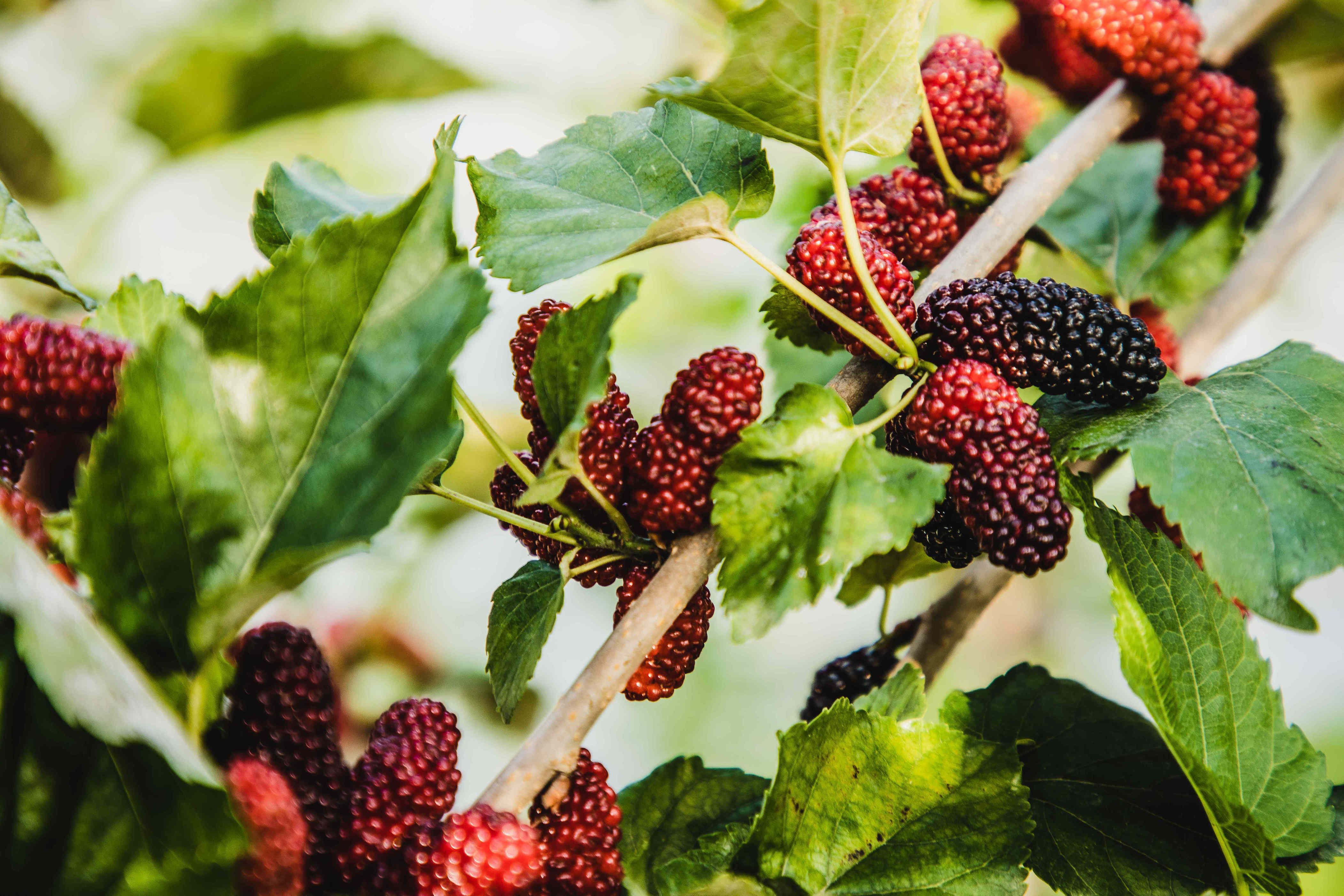 How to propagate fruit trees for an abundant harvest