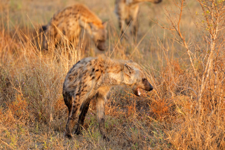 Spotted hyenas seemingly make surprise return after 5,000 years!