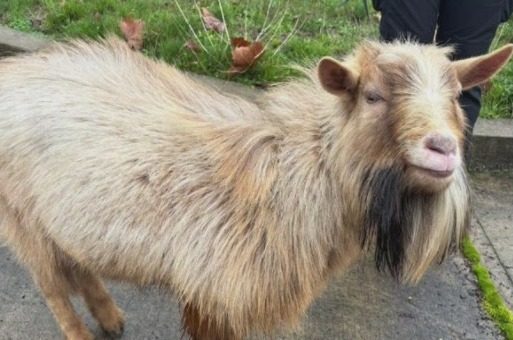 Nigerian dwarf buck goat found wandering around Aloha returned to owner