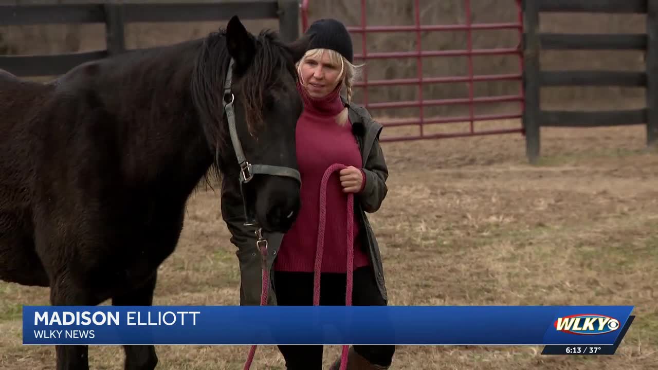 Feral horse captured in Oldham County making strides in its new home a ...