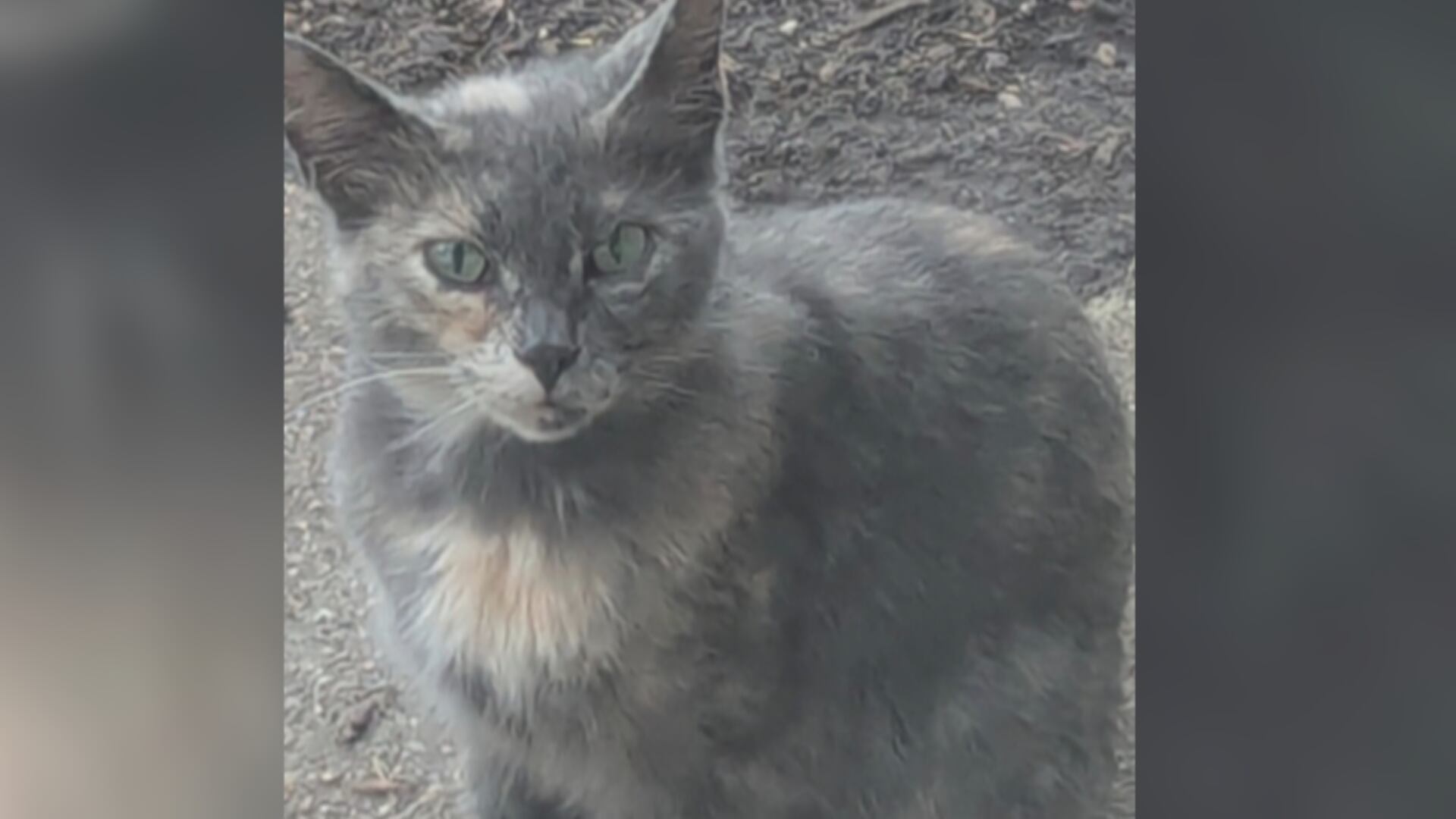 Cat rescued after being trapped inside wall for 11 days