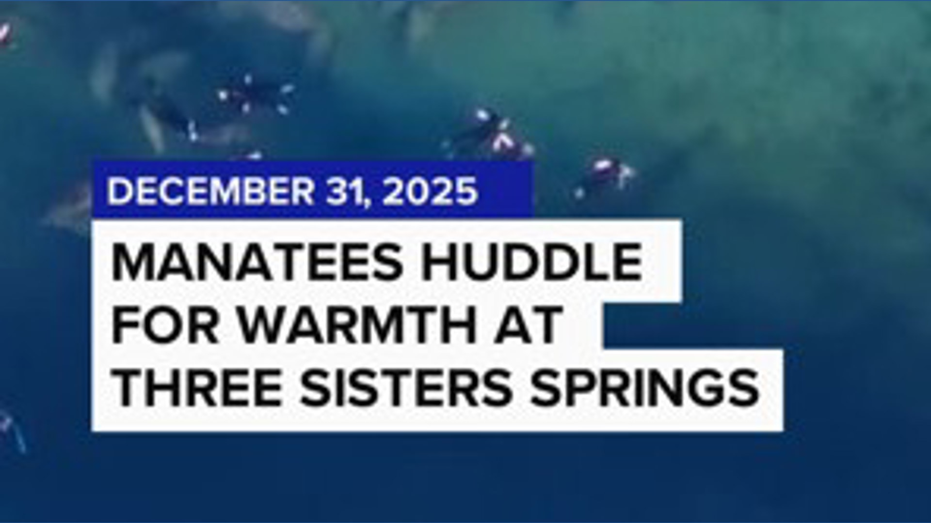 Manatees huddle together at Three Sisters Springs in Crystal River