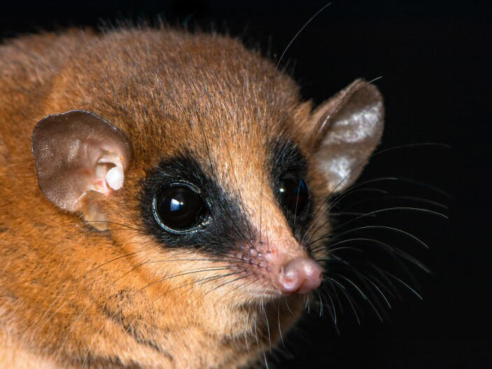 Meet five new species discovered in 2025