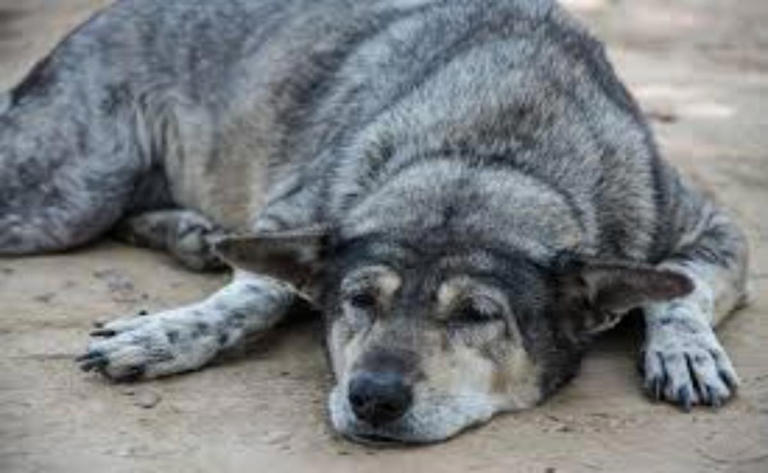 Longevity secrets for your aging dog or cat: Key signs & care tips ...