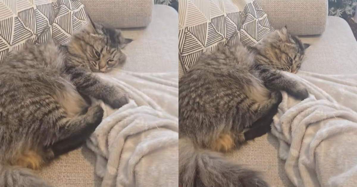 Cat fights with quilt in hilarious video