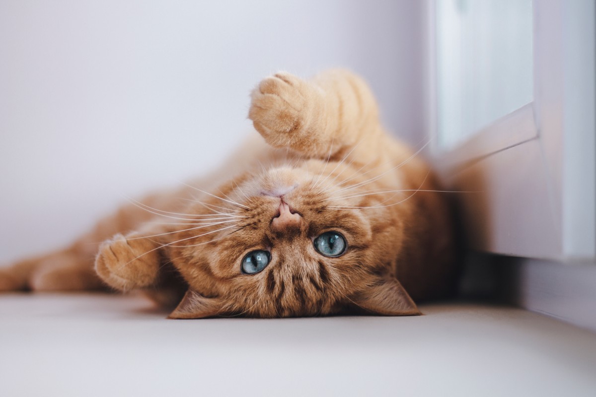 This stunning cat tower is a major hit with kitties and humans alike