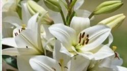 Hati-hati! 5 tanaman bunga ini tampak cantik tapi beracun, jangan tertipu!