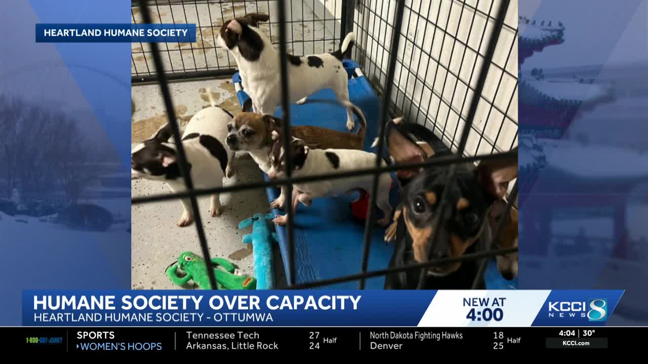 Iowa Humane Society over capacity after rescuing dogs in hoarding case