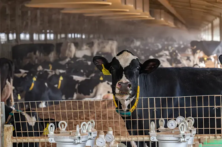 Desert to dairy farm: Inside Mleiha’s Sharjah factory that produces 600 ...