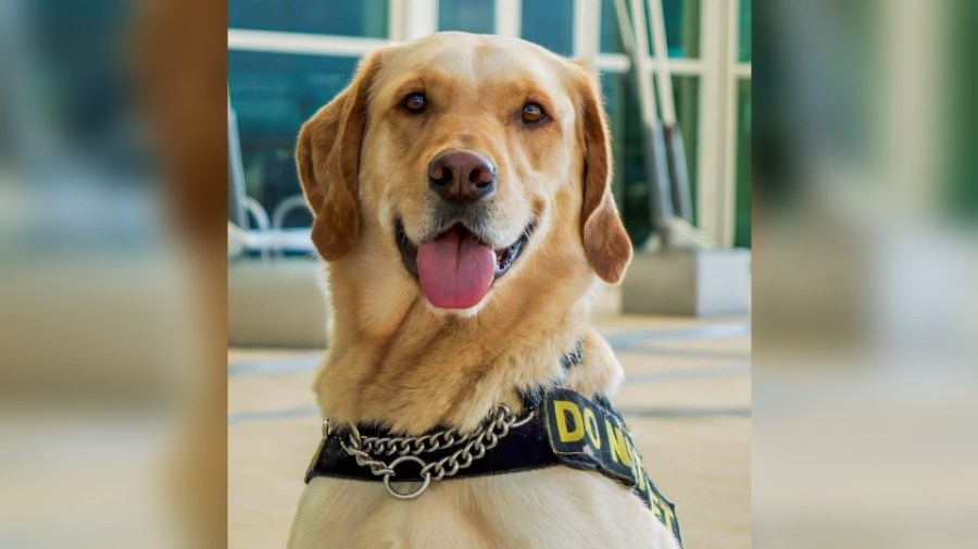 Denver K9 featured in TSA’s 2026 calendar