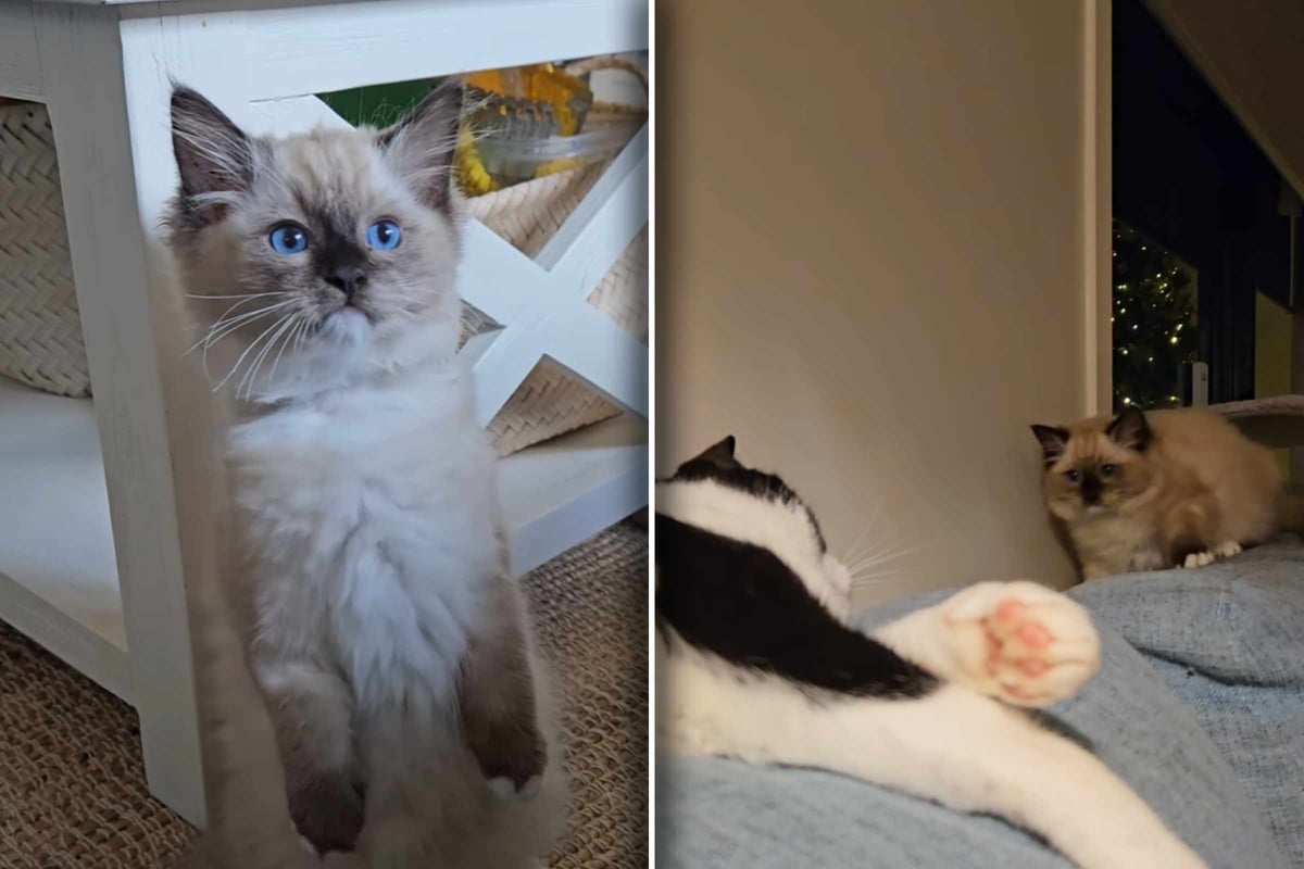 Kitten attempts to befriend elderly cat – but his sweet gesture ends in ...