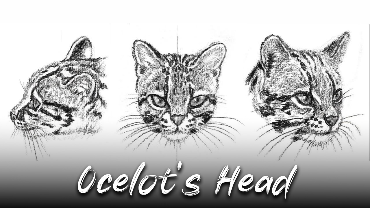 Master ocelot head drawing with multi angle techniques