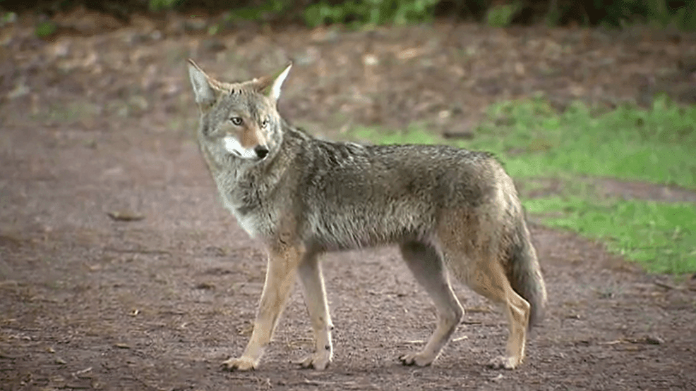 Coyote sightings in Volunteer Park raise safety concerns and debate on ...