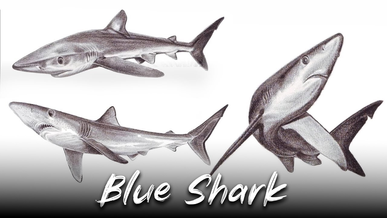 Drawing a blue shark in various angles for realistic results