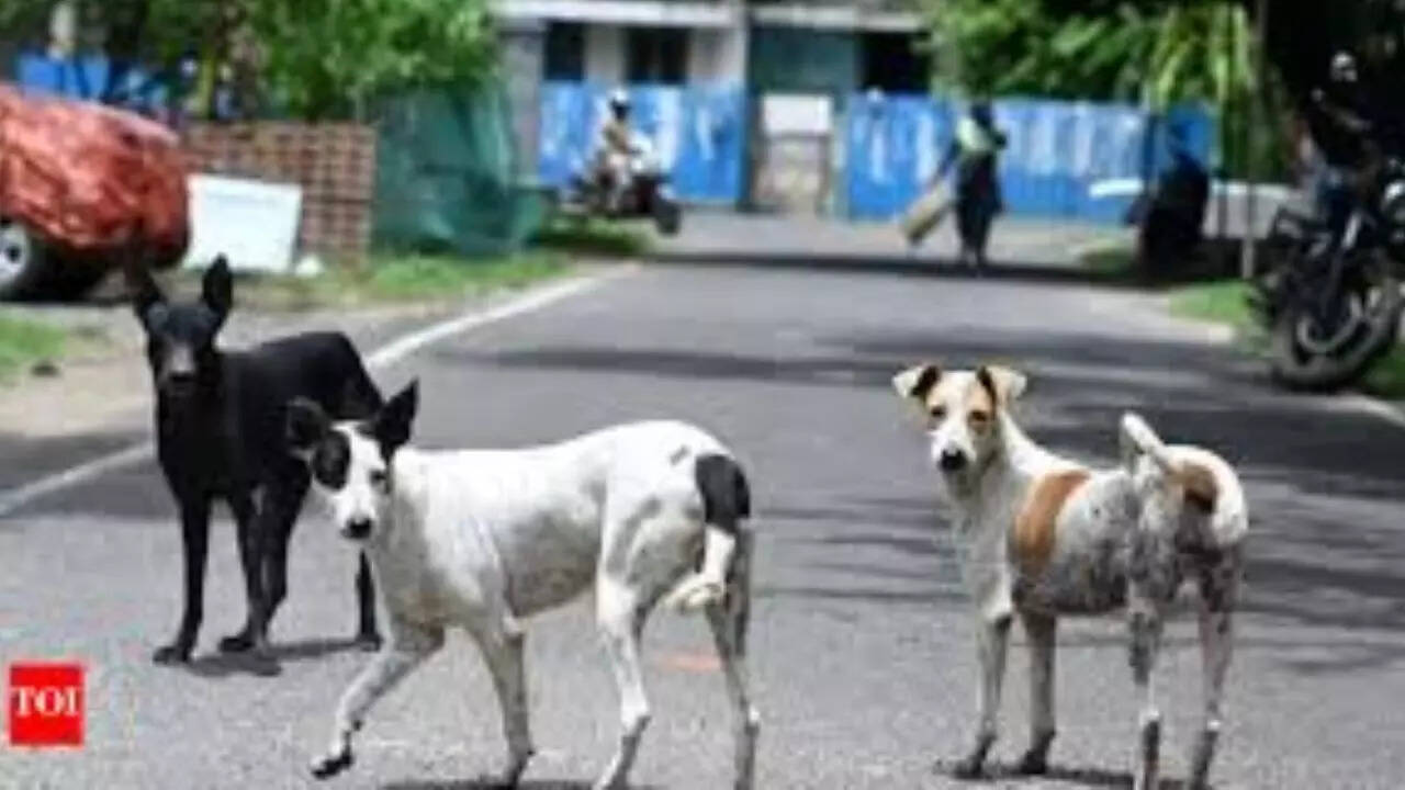 Teachers to count strays? Delhi Police cyber cell probes false info ...