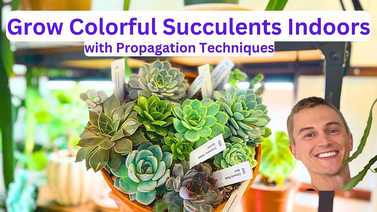 Growing colorful succulents indoors - How to propagate leaves ...