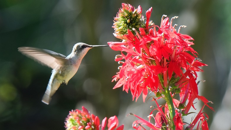 Lobelia flowers to grow together to attract hummingbirds