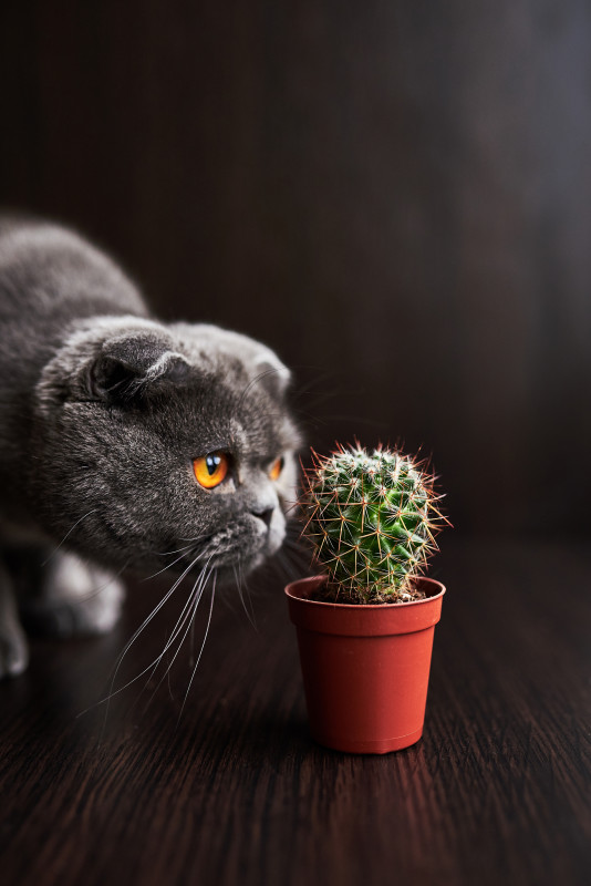 This talking cactus toy startled a cat so fast he practically teleported