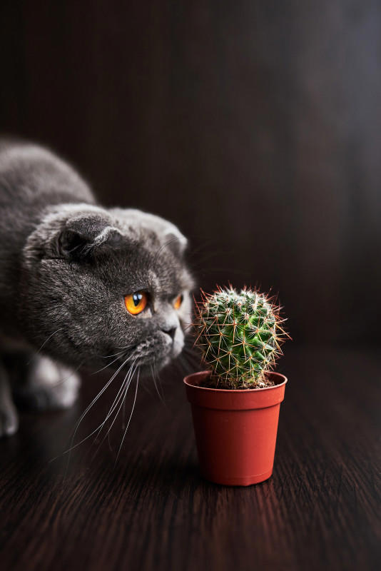 This talking cactus toy startled a cat so fast he practically teleported