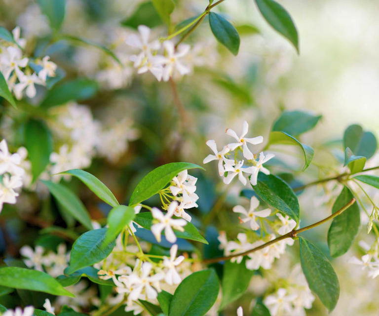 Your star jasmine plant will smell incredible all summer if you do ...
