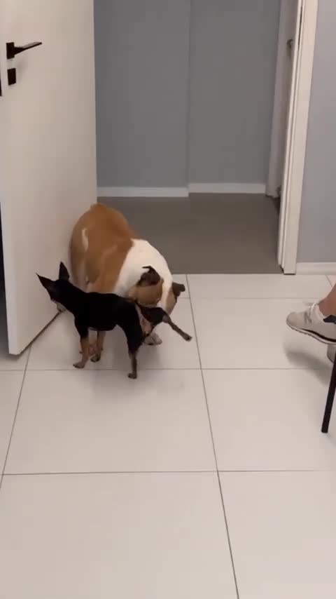 MADALENA NÃO TAVA PREPARADA 🫣