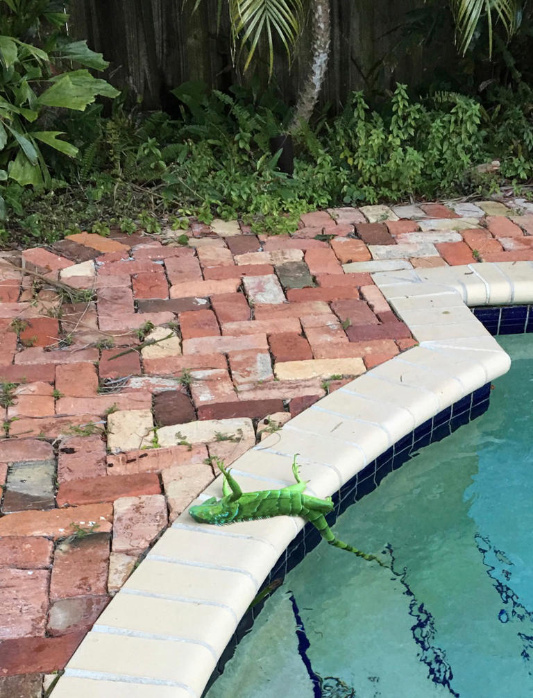 Florida cold snap sends iguanas tumbling from trees on New Year’s Eve