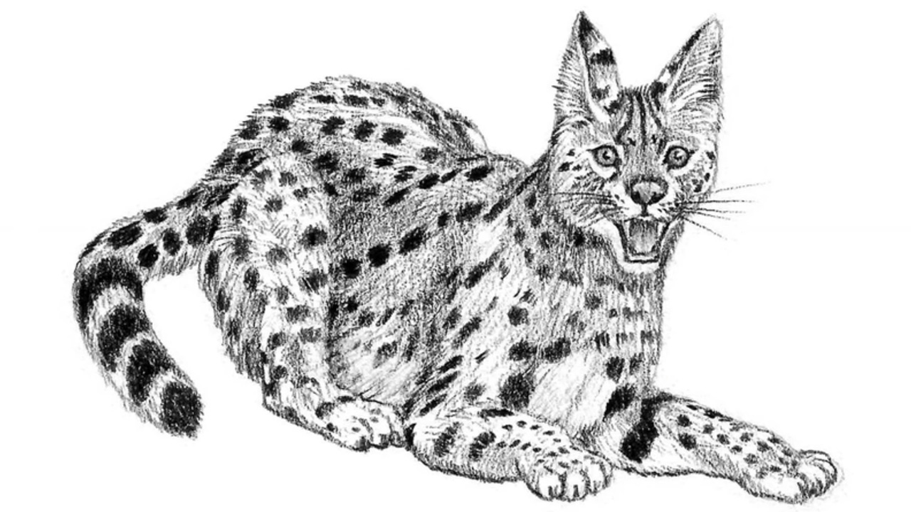Serval cat drawing step by step with clean sketching methods