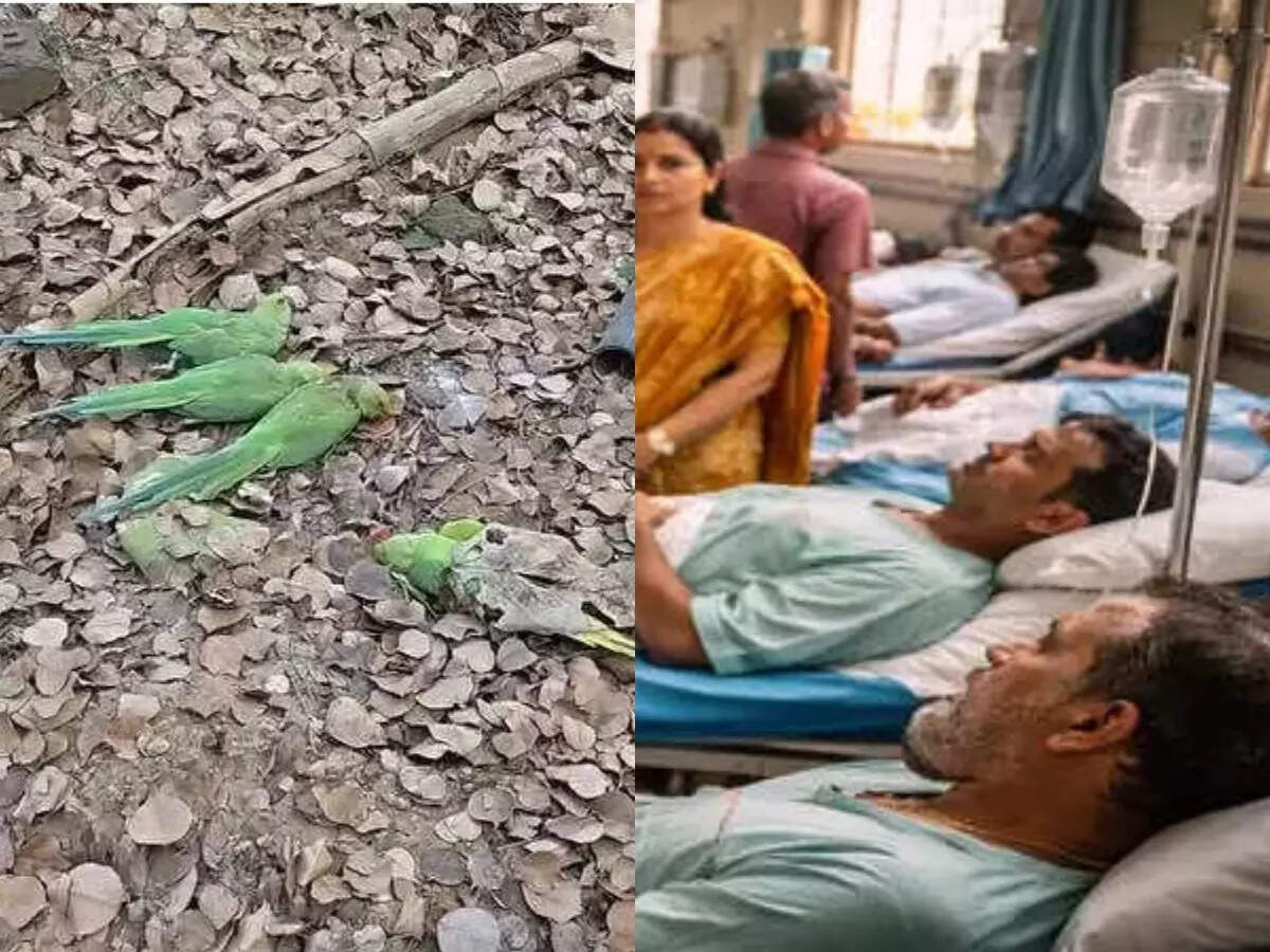 Amid Indore water contamination deaths, over 200 birds, including ...