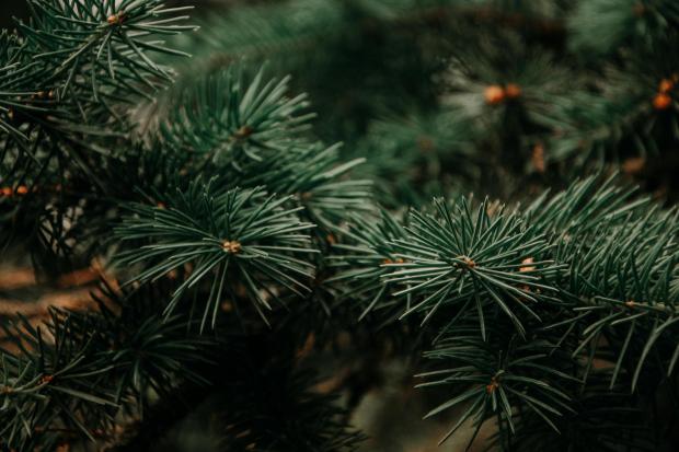 How and when to dispose of your Christmas tree in Cherwell