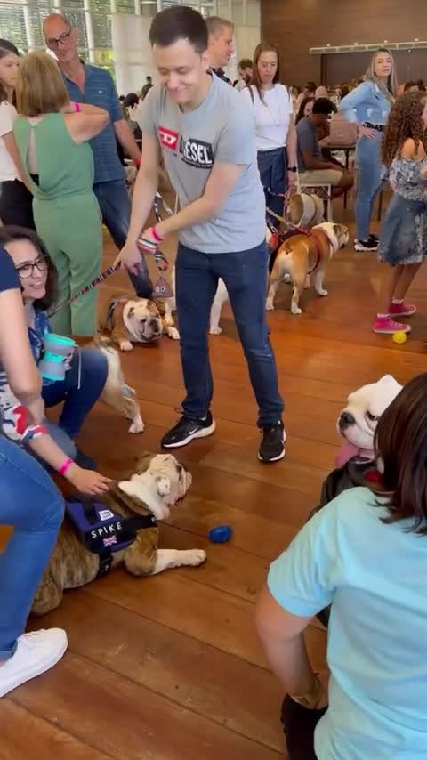 Encontro de bulldogs
