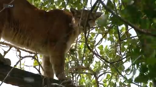 Suspected mountain lion attack in Larimer County leaves woman dead