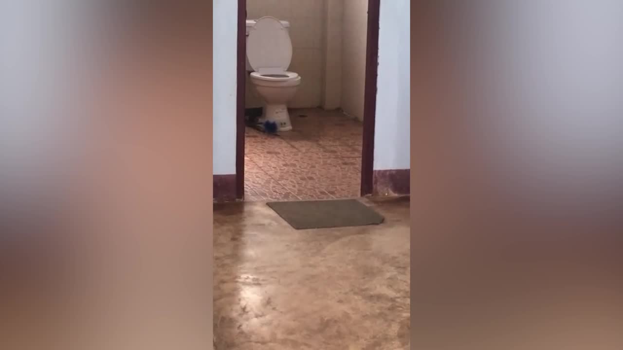 Wild monitor lizard emerges from family's toilet