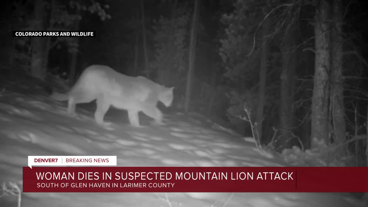 Woman dies in suspected mountain lion attack south of Glen Haven in ...