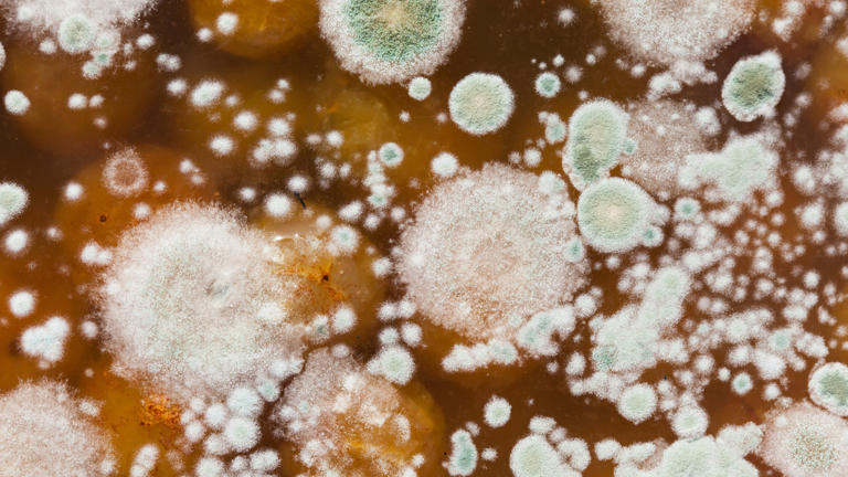 Deadly superbug spreads across 27 states: Here’s why the fungus is surging