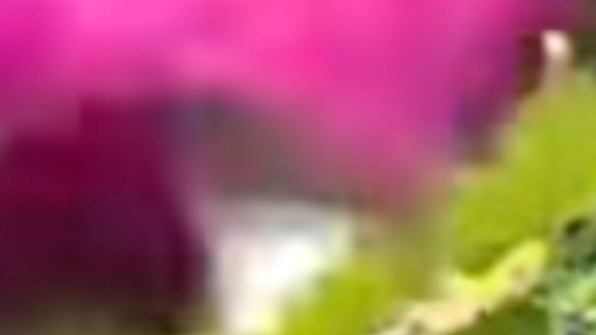 Jogger follows a mysterious pink creature into the woods